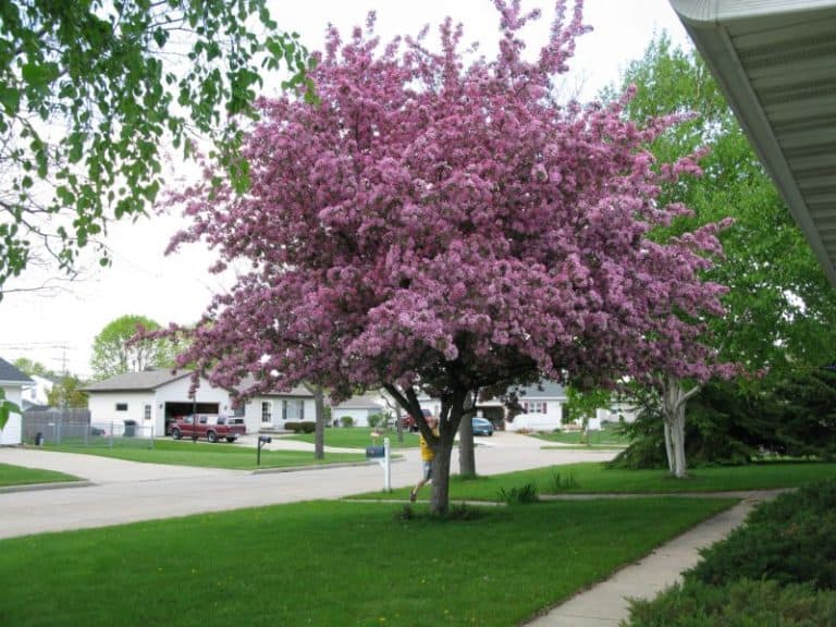 25 Flowering Trees in Texas to Brighten Up Your Garden