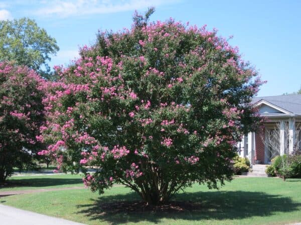 8 USDA Zone 9 Trees With Non-Invasive Root Systems