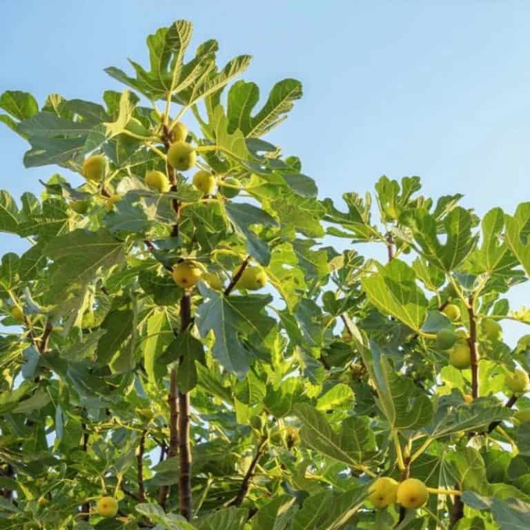 5 Best Cold Hardy Fig Trees for USDA Zone 6