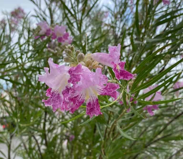 25 Flowering Trees in Texas to Brighten Up Your Garden