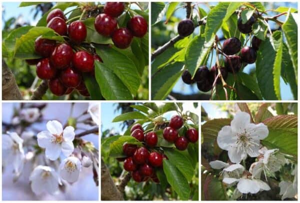 12 High Yield Dwarf Fruit Trees For Small Areas
