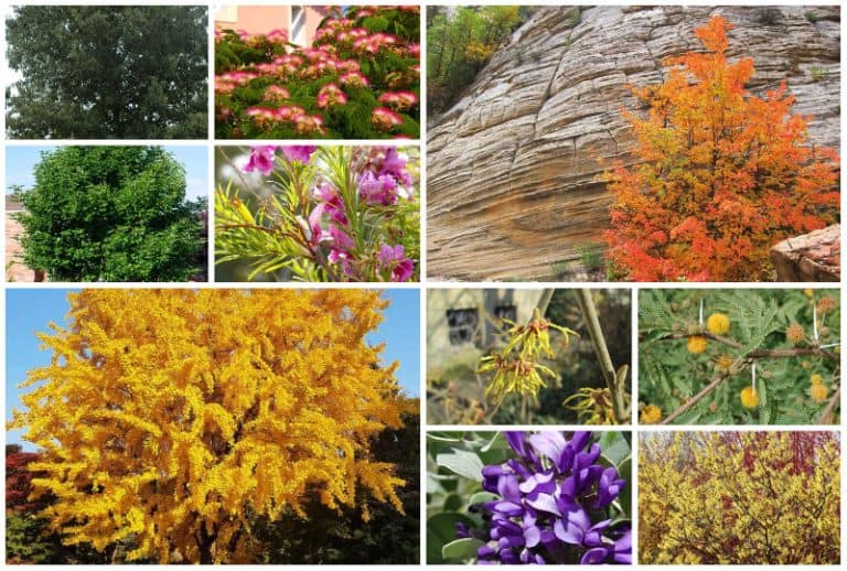 25 Common Types Of Trees Native To Maryland Grow Or Admire 