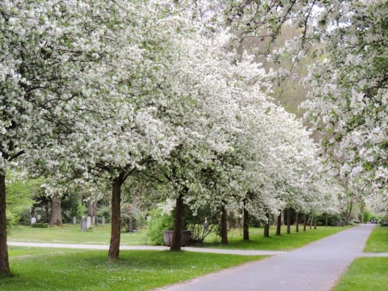 10 USDA Zone 4 Flowering & Ornamental Trees