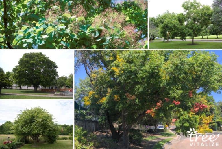 15 Trees That Thrive in USDA Hardiness Zone 6