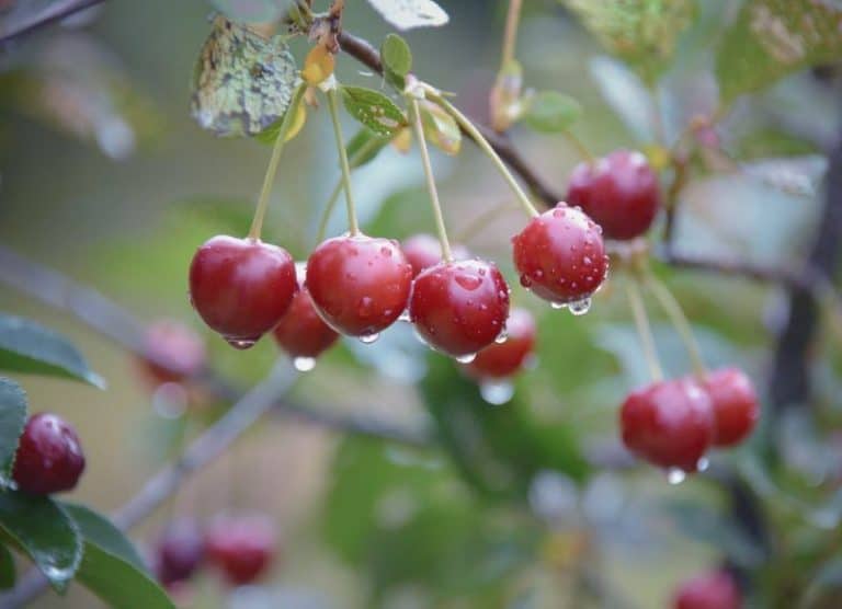 6 Edible & Flowering Cherry Tree Varieties for USDA Zone 6