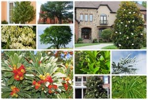 11 Evergreen Trees in Florida for Green Year Round