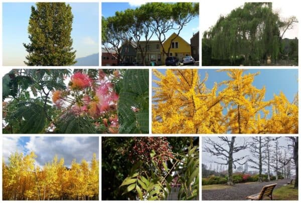 9 Fast-Growing Trees for USDA Zone 9 Landscapes
