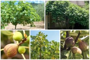 5 USDA Zone 4 Peach Tree Varieties To Plant Today
