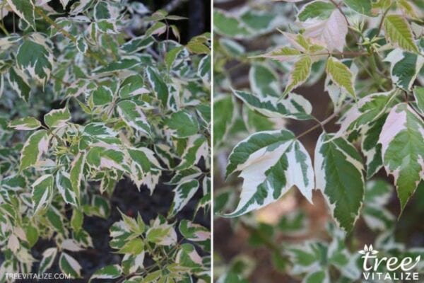 18 Different Types of Maple Trees & Identifying Features