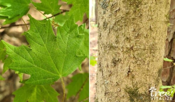 18 Different Types of Maple Trees & Identifying Features