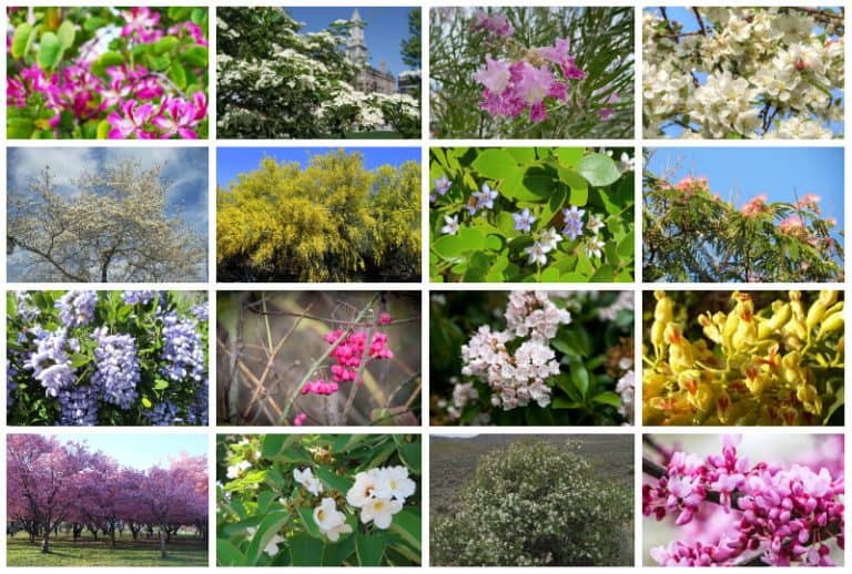 20 Full-Sized & Small Ornamental Flowering Trees for Zone 7