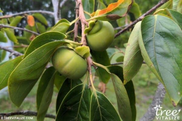 6 Best Fruit Trees To Plant & Grow In Alabama