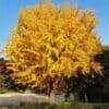 30 Types of Native Texas Trees (Common & Rare Varieties)