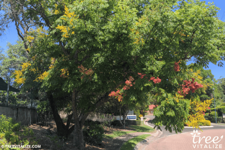 10 Best Trees for Colorado (Ornamental & Functional Types)