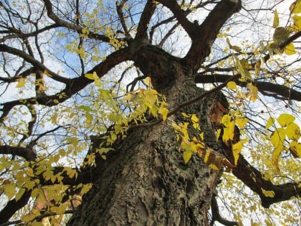 22 Common Native Illinois Tree Types to Admire or Plant