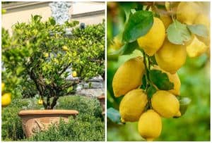 13 Best Citrus Varieties to Grow in Florida (Lemon & Lime)