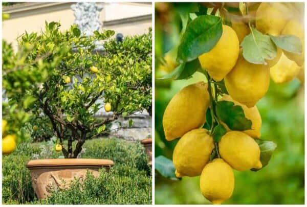 13 Best Citrus Varieties to Grow in Florida (Lemon & Lime)