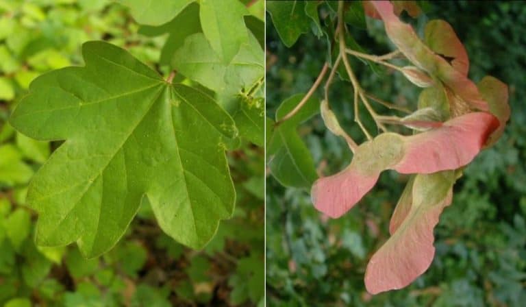18 Different Types of Maple Trees & Identifying Features