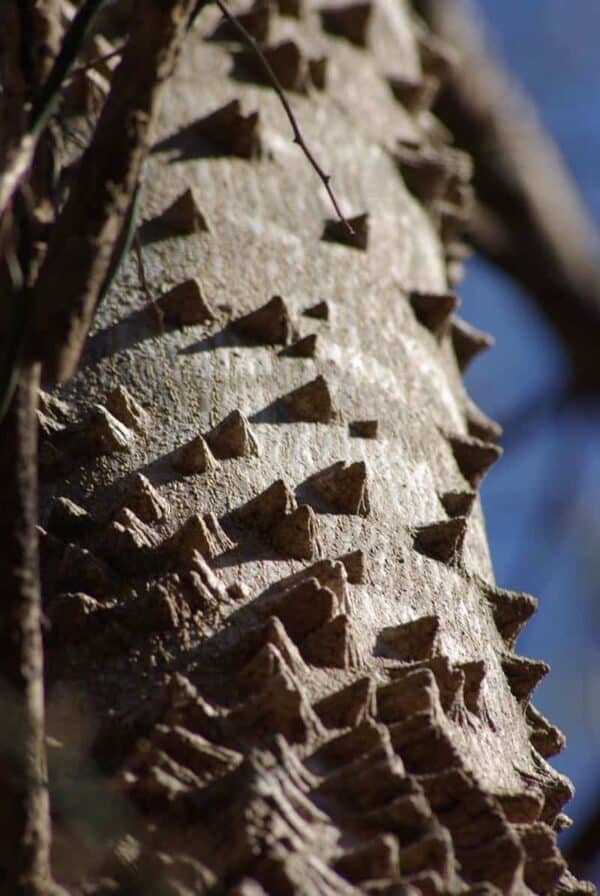 30 Types of Native Texas Trees (Common & Rare Varieties)