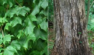 18 Different Types of Maple Trees & Identifying Features