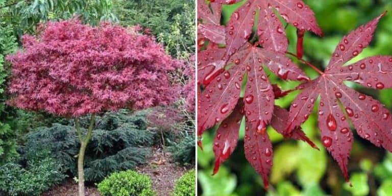 18 Different Types of Maple Trees & Identifying Features