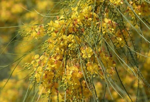 30 Types of Native Texas Trees (Common & Rare Varieties)