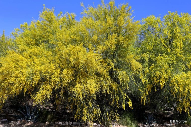5 Thorn Trees You Will Find Growing in Texas