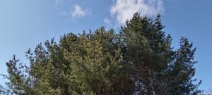 6 Best Nut Trees to Grow in Tennessee for Reliable Crops