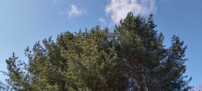 6 Best Nut Trees to Grow in Tennessee for Reliable Crops