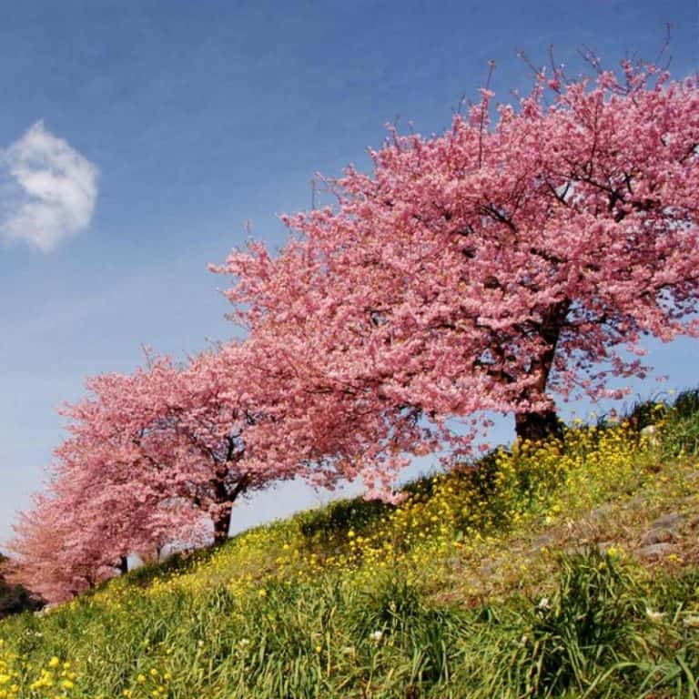 5 Cherry Blossom Trees to Grow in Texas (Ornamental Appeal)