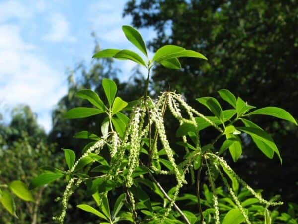 12 Central Texas Trees That Grow Well in This Landscape