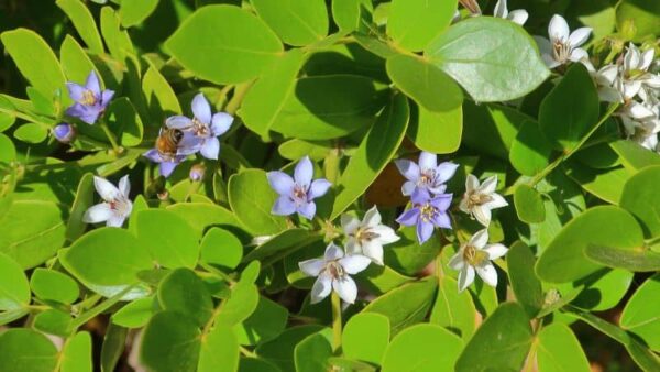 8 Trees With Purple Flowers in Texas (to Grow or Admire)