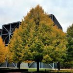 10 USDA Zone 4 Flowering & Ornamental Trees