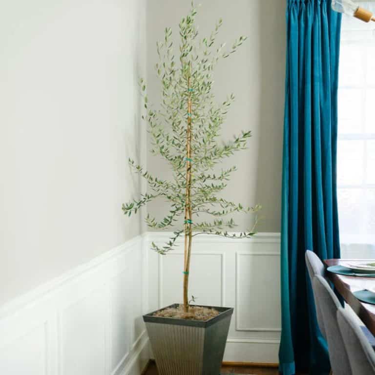 6 Best Varieties of Olive Trees to Grow in Texas