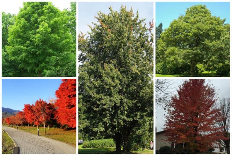 6 Maple Trees You Can Grow in Washington State