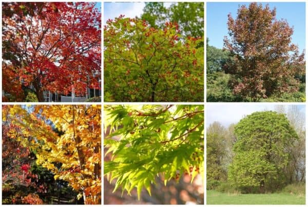 20 Common Types of Washington State Native Trees