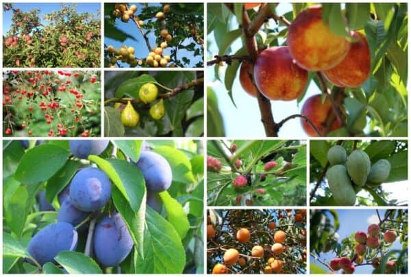 12 Fruit Trees to Grow in Maryland (for Bountiful Harvests)