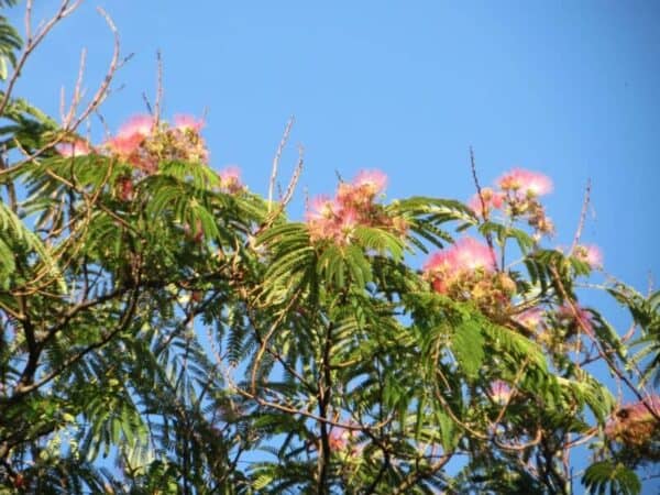 6 Beautiful Pink Flowering Trees in Texas (You Will Love)