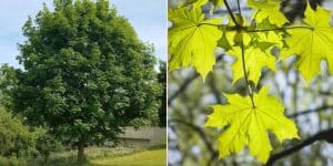 18 Different Types of Maple Trees & Identifying Features