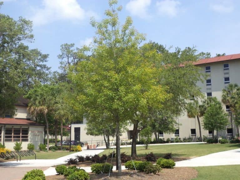 16 Types of Oak Trees in Texas (White & Red Varieties)