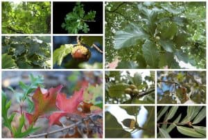 Planting Zones Illinois - Hardiness, Gardening & Climate Zone