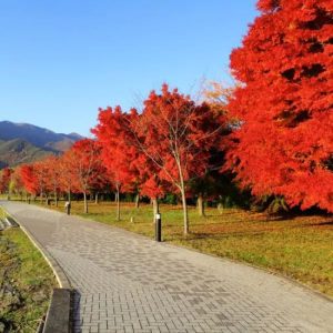 5 Maple Trees That Will Thrive in Tennessee