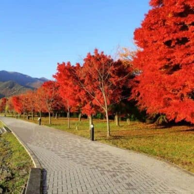 5 Maple Trees That Will Thrive in Tennessee