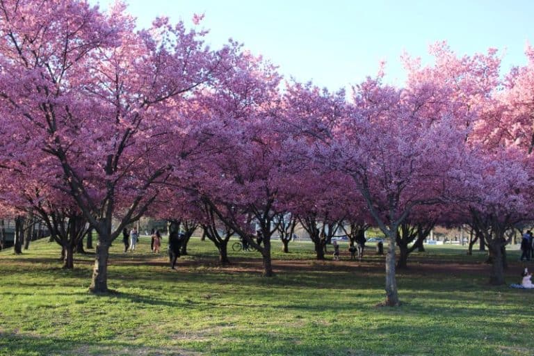 25 Flowering Trees in Texas to Brighten Up Your Garden