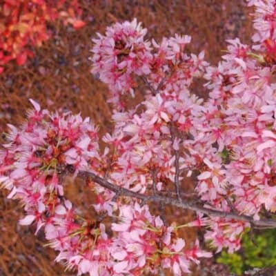 5 Cherry Blossom Trees to Grow in Texas (Ornamental Appeal)