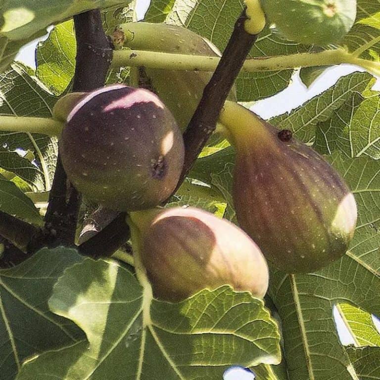 5 Best Cold Hardy Fig Trees for USDA Zone 6