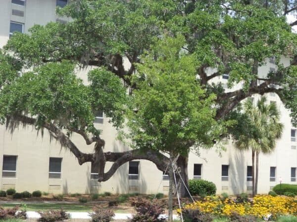 16 Types of Oak Trees in Texas (White & Red Varieties)