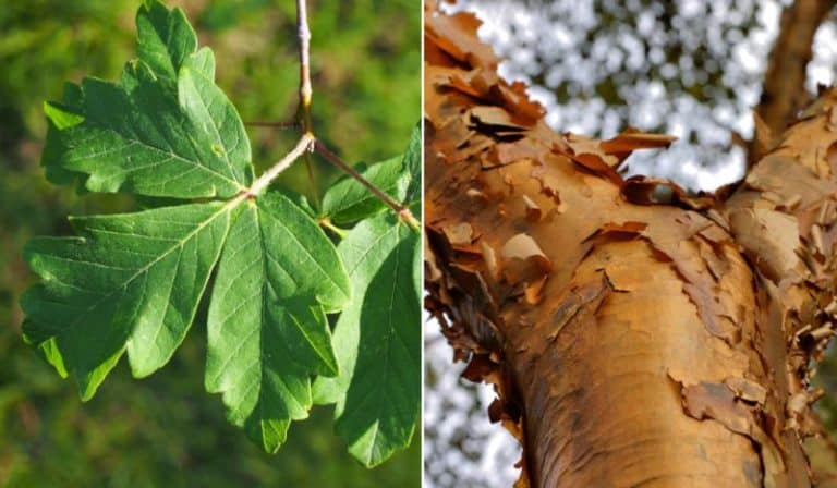 18 Different Types of Maple Trees & Identifying Features