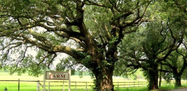 5 Thorn Trees You Will Find Growing in Texas