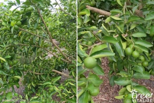 13 Best Citrus Varieties to Grow in Florida (Lemon & Lime)